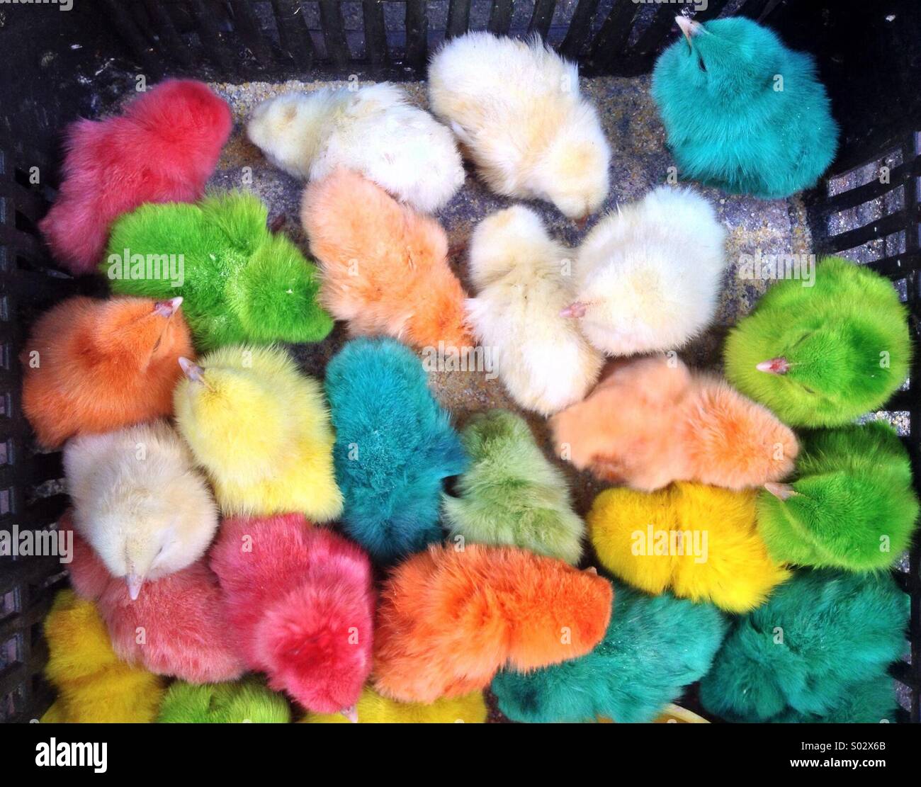 Multi coloured chicks hi-res stock photography and images - Alamy