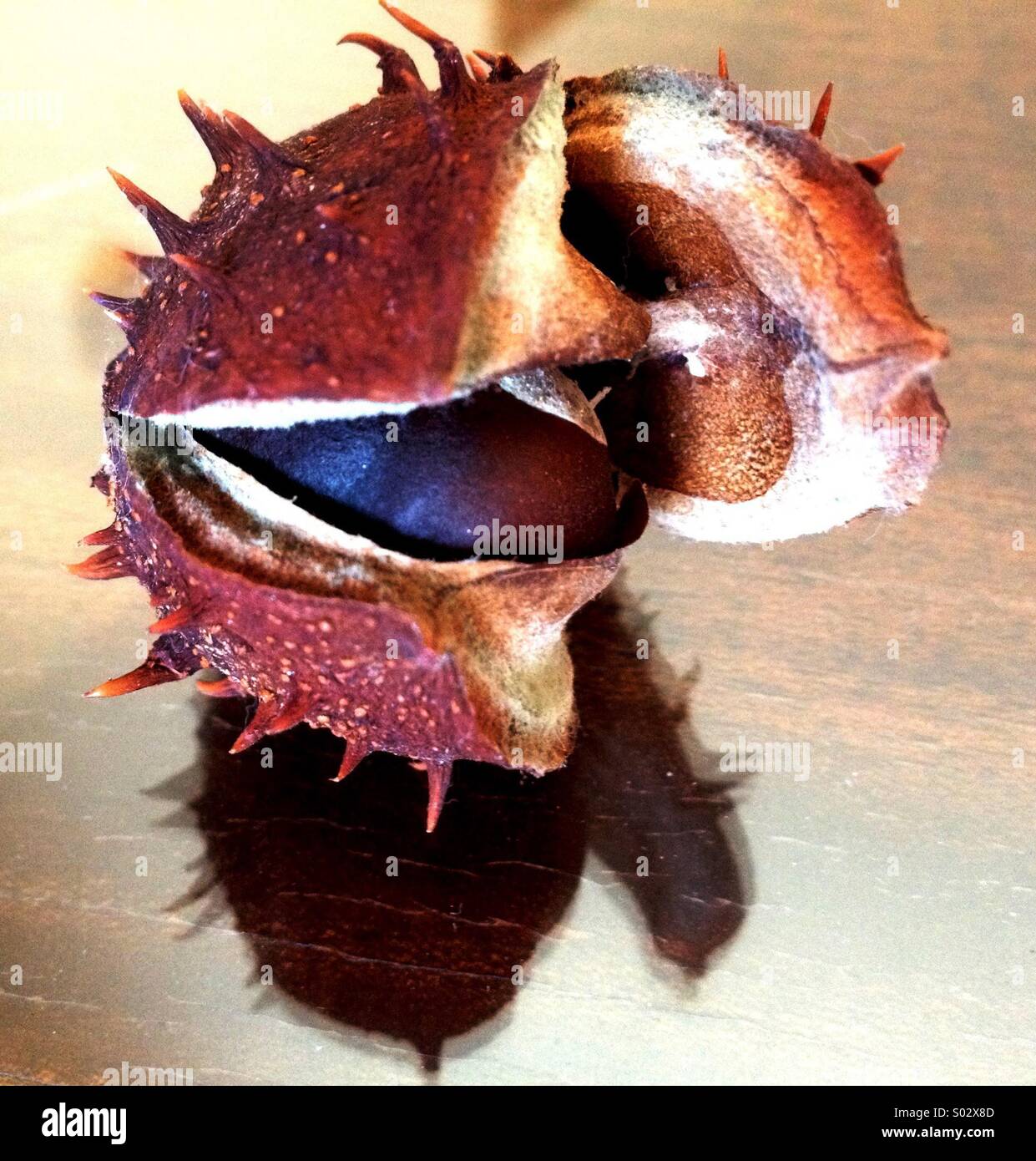 Conker in shell hi-res stock photography and images - Alamy