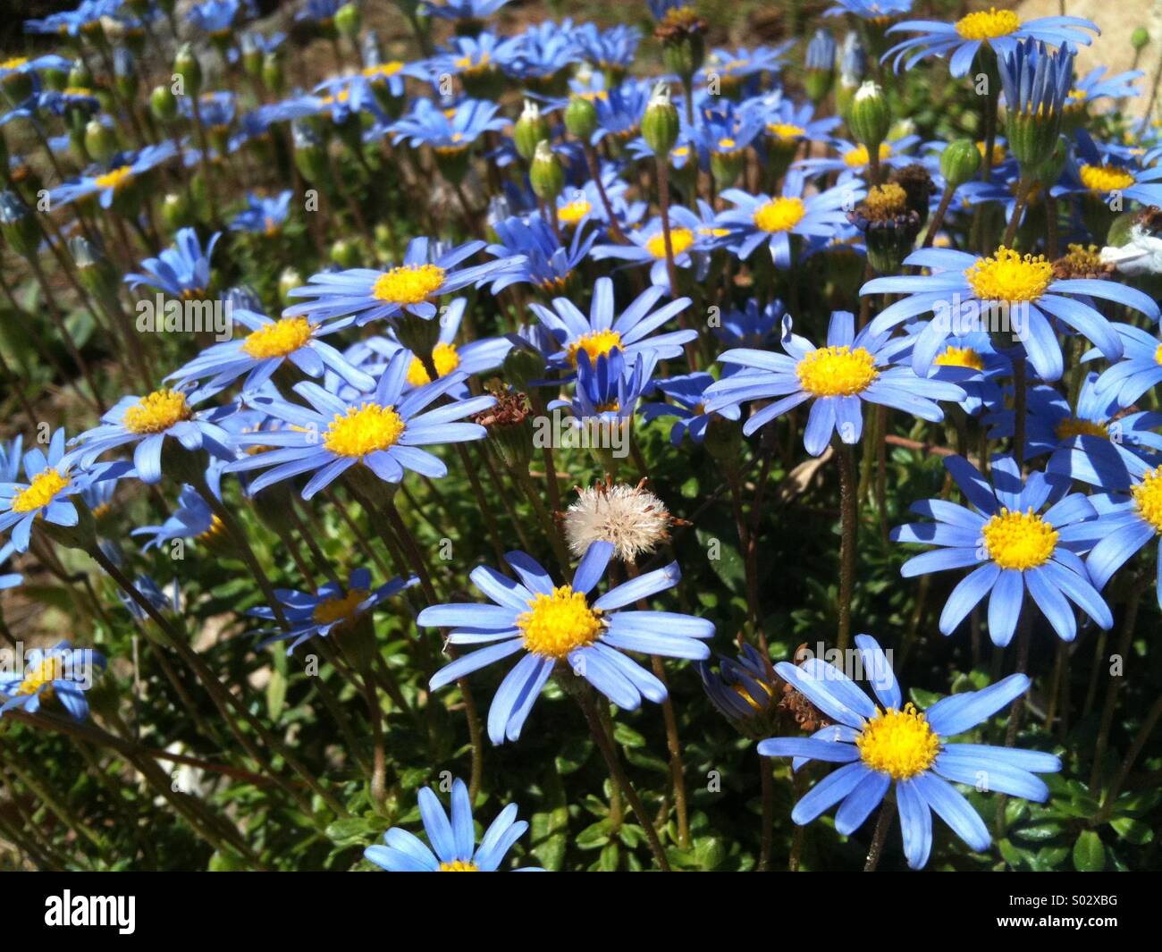 Blue flower nature hi-res stock photography and images - Alamy