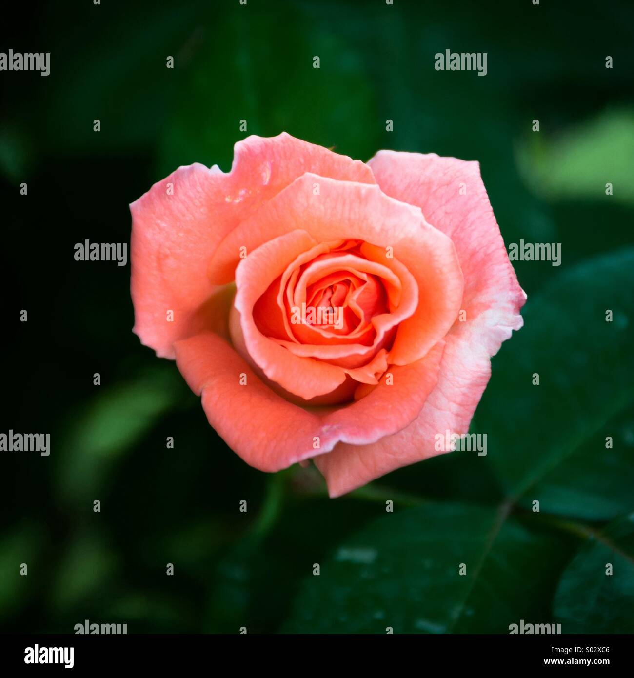 Zoom rose hi-res stock photography and images - Alamy