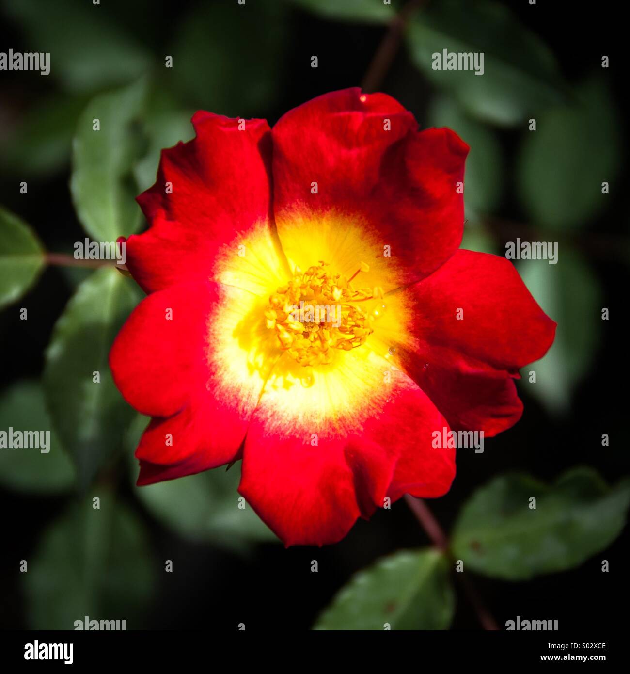 Red spring flower Stock Photo - Alamy