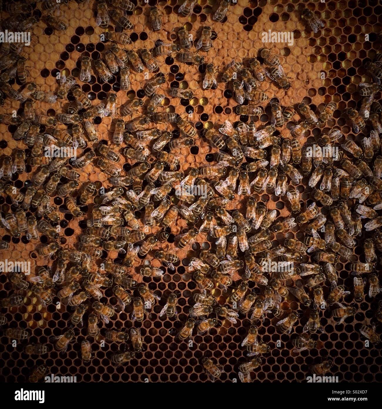 Capped brood hi-res stock photography and images - Alamy