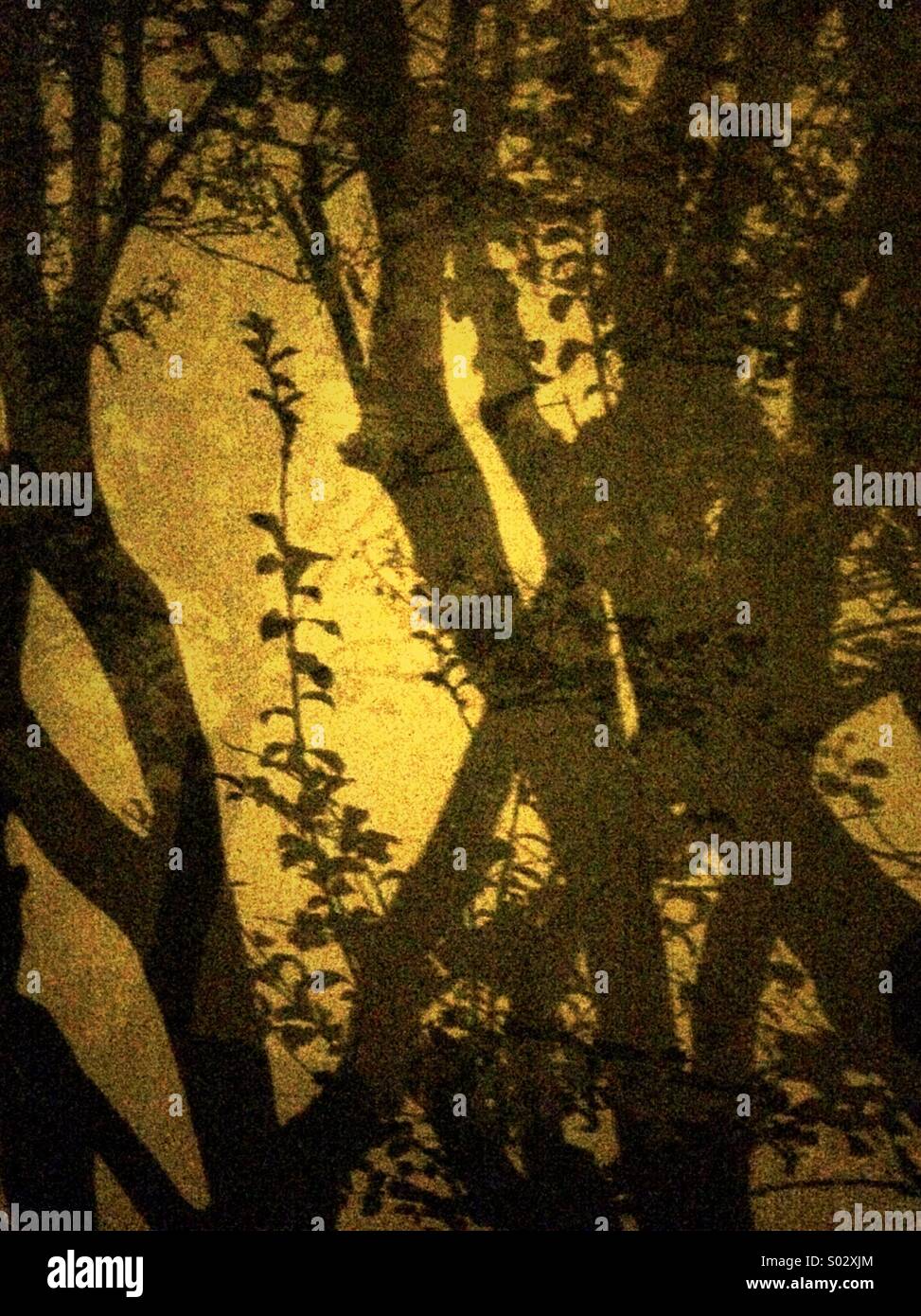 Tree with shapes hi-res stock photography and images - Alamy