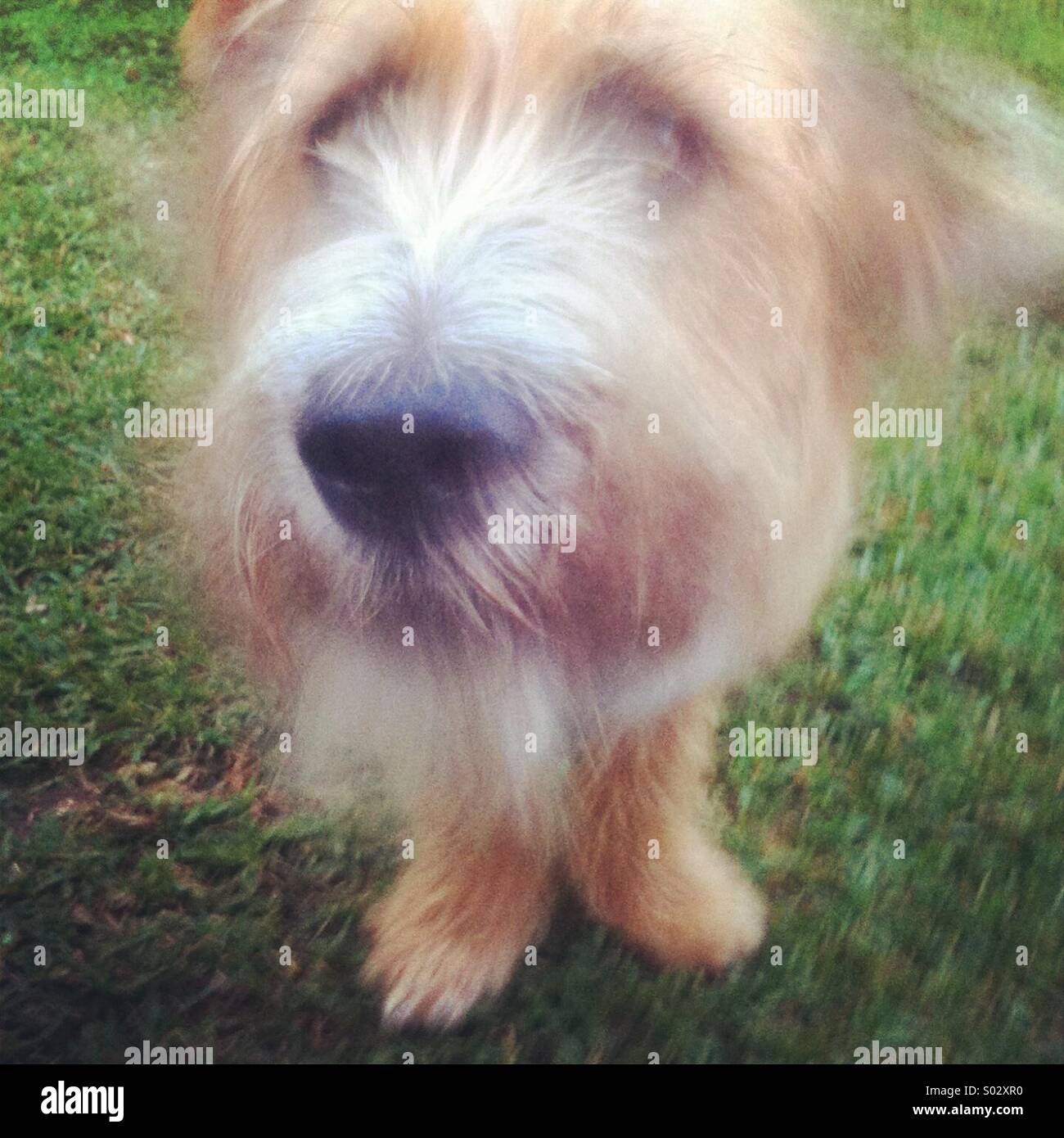 Dog posing in garden hi-res stock photography and images - Alamy