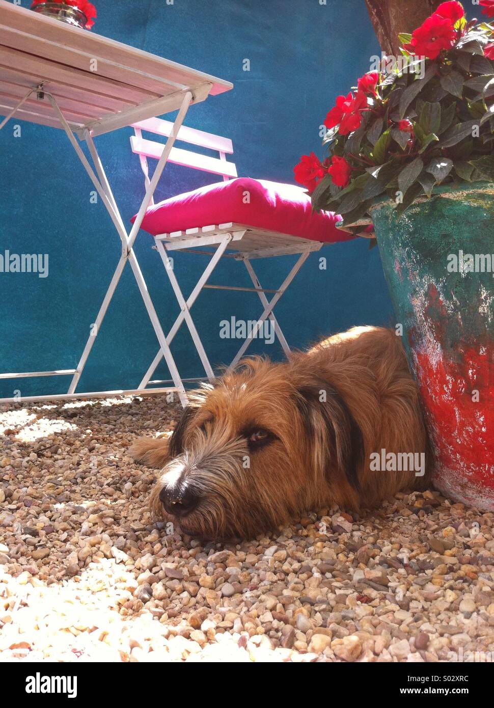 Lazy dog sleeping Stock Photo - Alamy