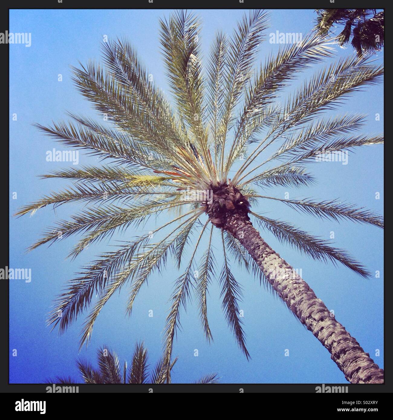 Palm tree. Florida USA Stock Photo - Alamy
