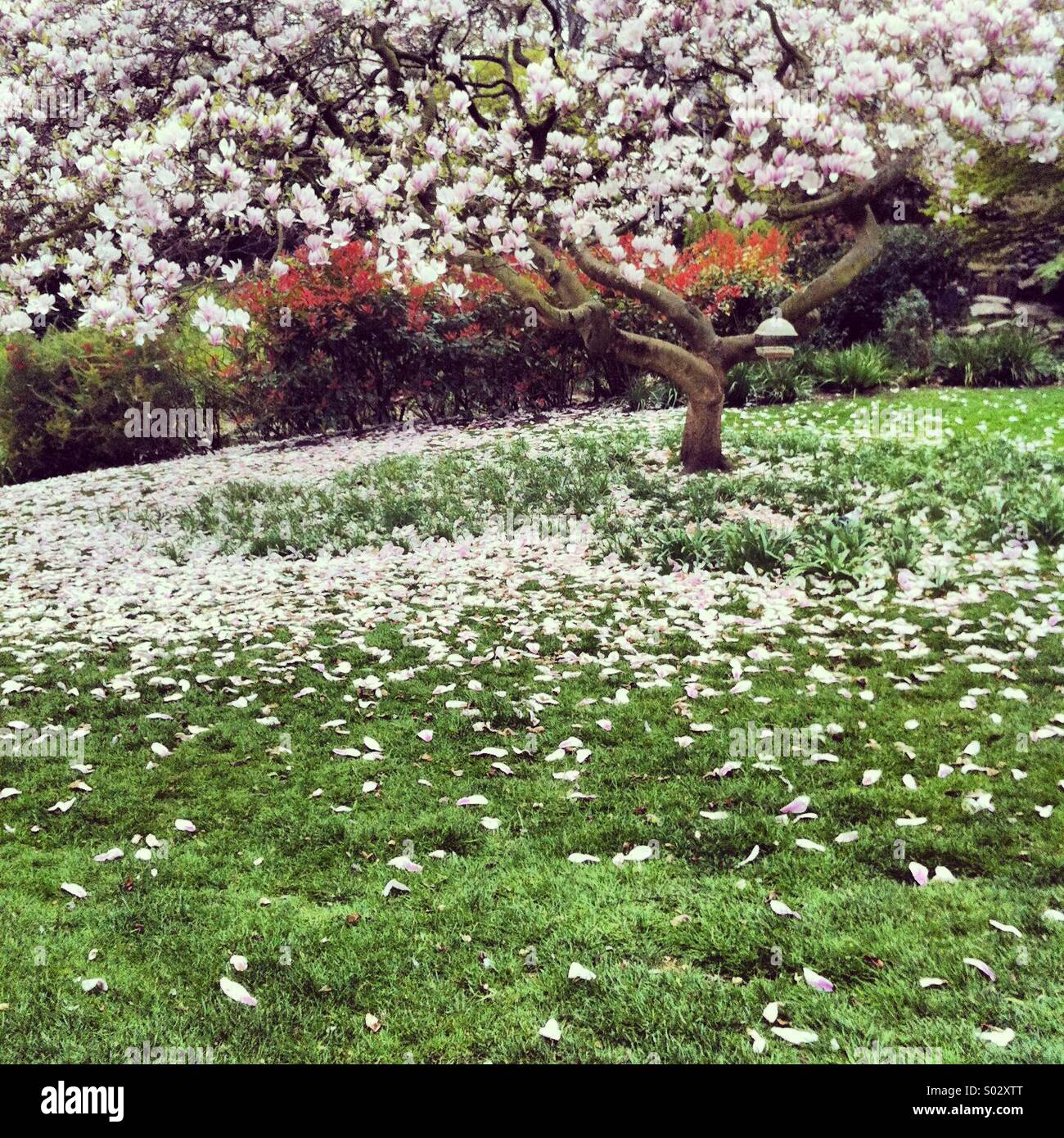 Spring tree in Hyde Park, London Stock Photo - Alamy