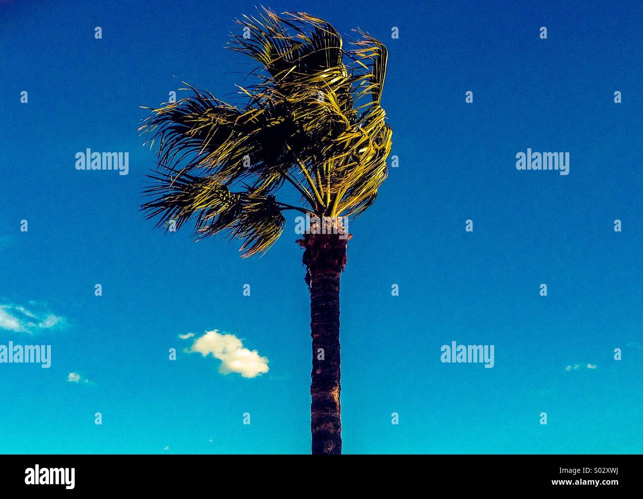 Wind blowing tree hi-res stock photography and images - Alamy