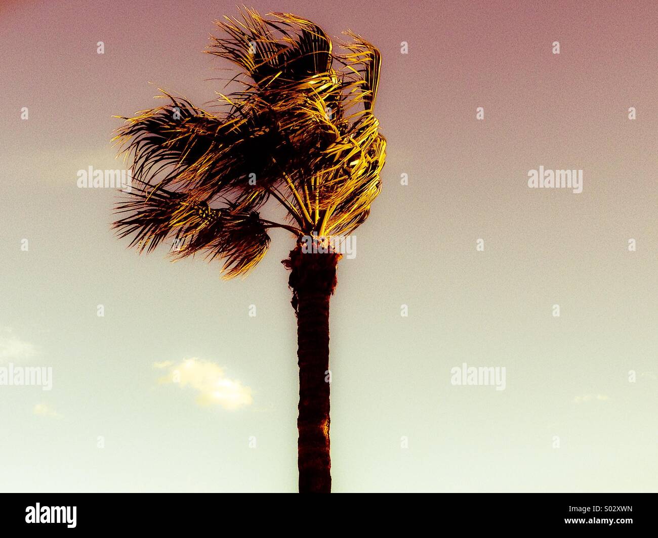 Palm tree in wind hi-res stock photography and images - Alamy
