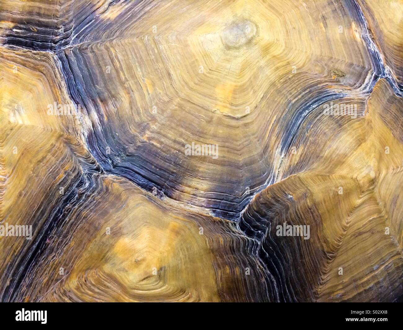 Turtle Shell High Resolution Stock Photography and Images - Alamy