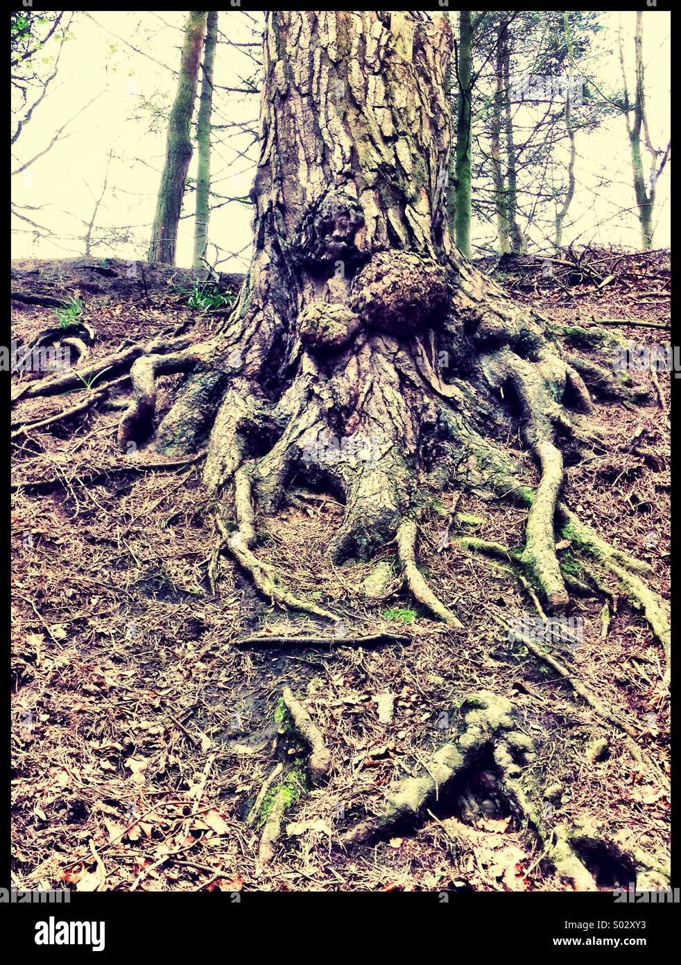 Woodland tree roots hi-res stock photography and images - Alamy