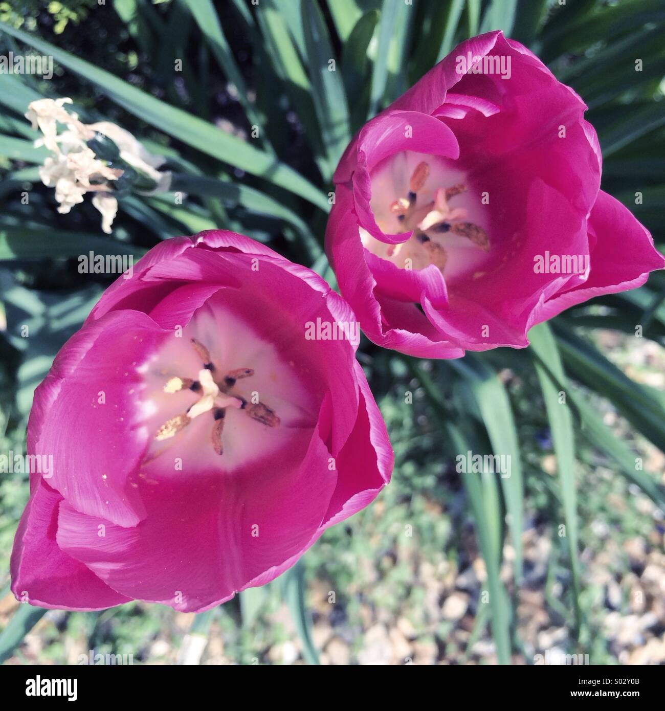 Purple flowers 2 hi-res stock photography and images - Alamy