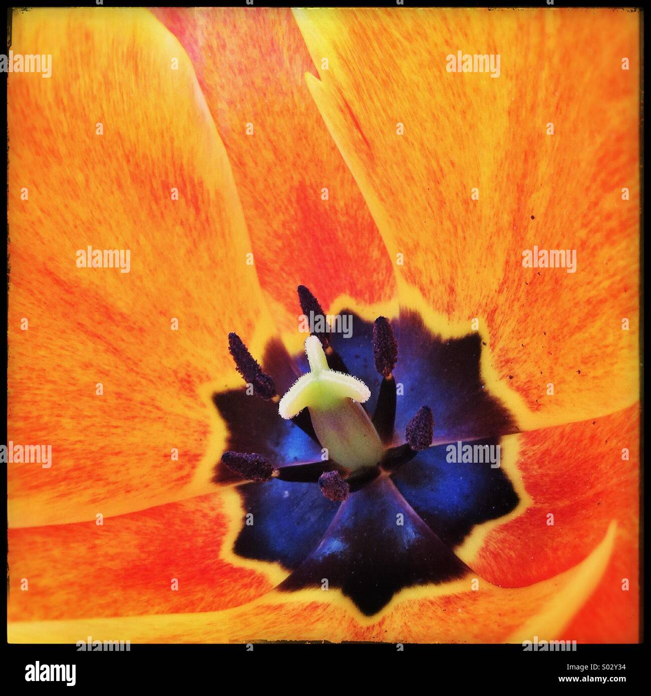 Tulip stamen pistil macro hi-res stock photography and images - Alamy