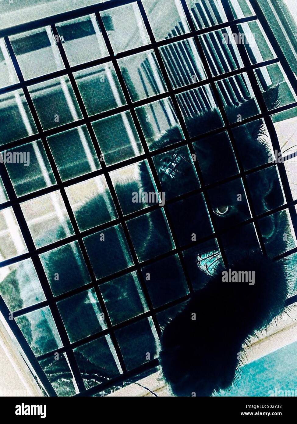 Caged cat hi-res stock photography and images - Alamy