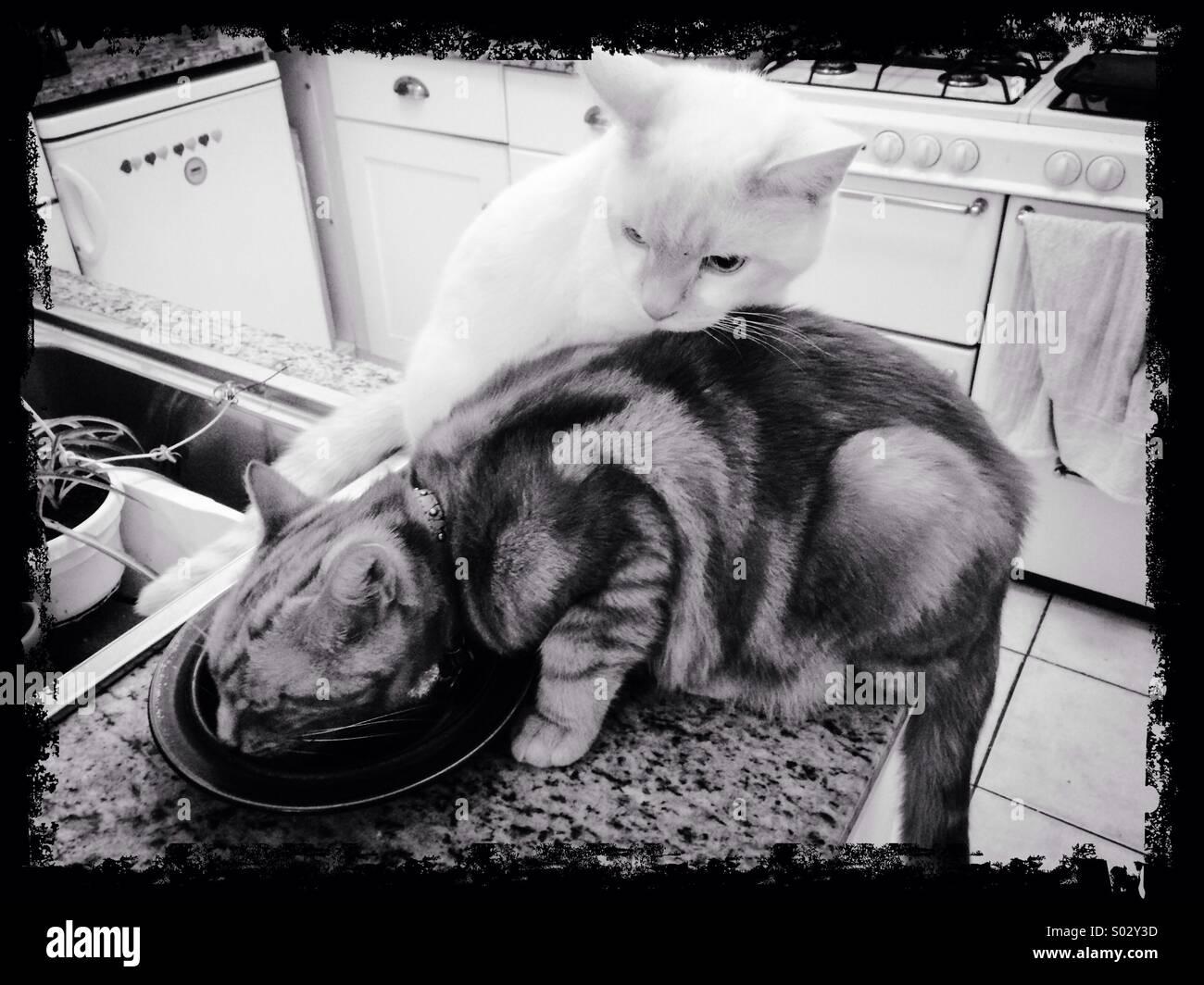 Cat in kitchen hi-res stock photography and images - Alamy