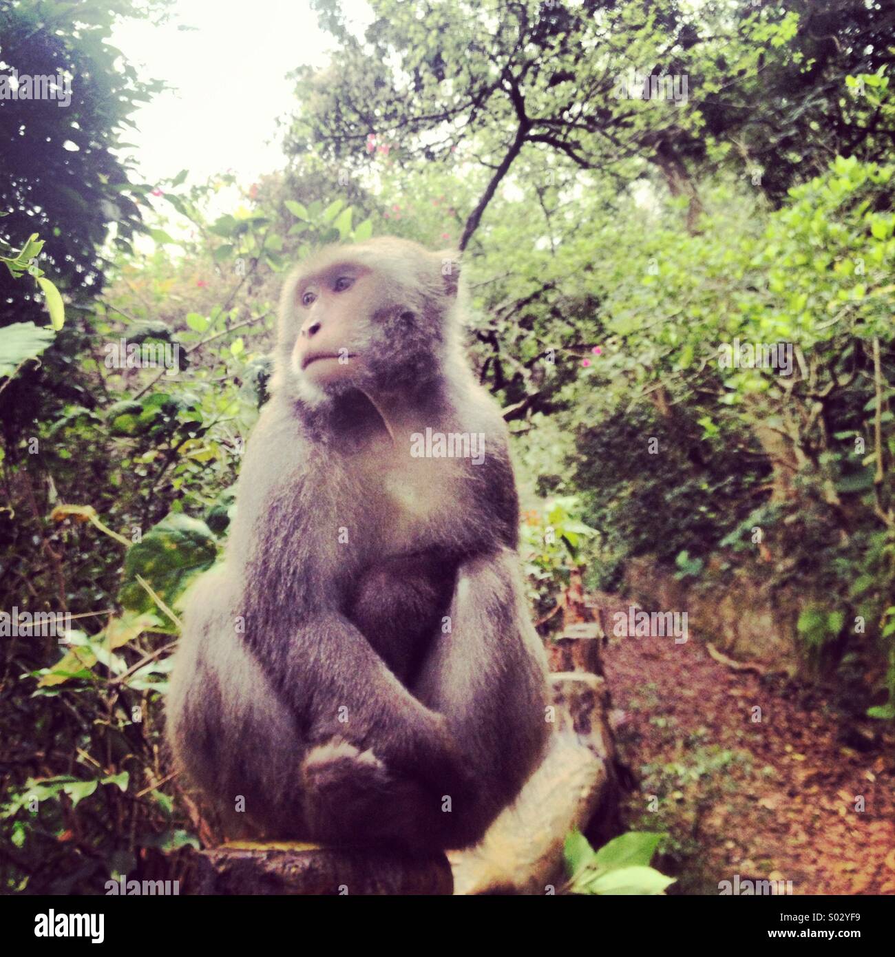 Formosan rock monkey taiwan hi-res stock photography and images - Alamy