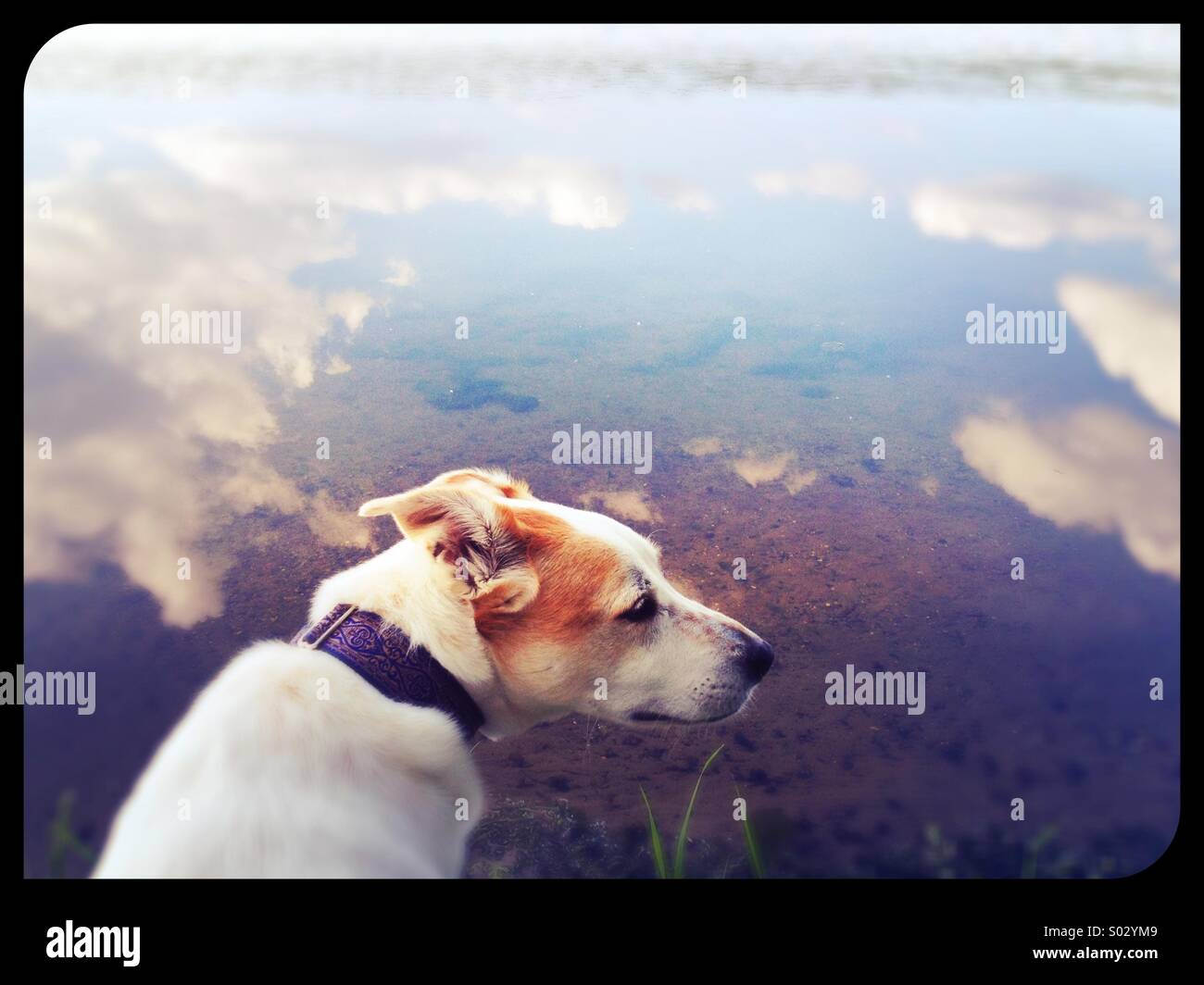 A dog standing next to a lake with cloud reflections on the water Stock ...