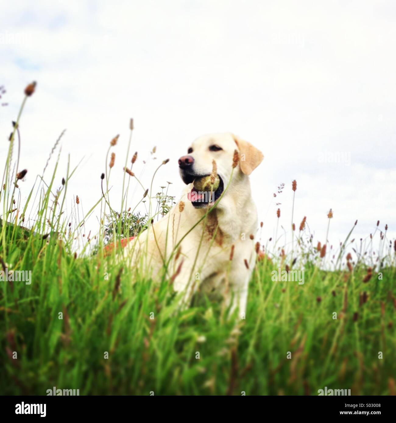Handsome yellow labrador retriever hi-res stock photography and images ...
