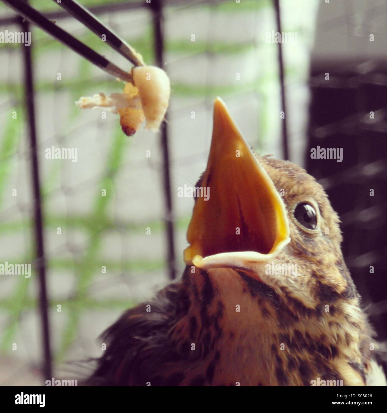 Time worm hi-res stock photography and images - Alamy