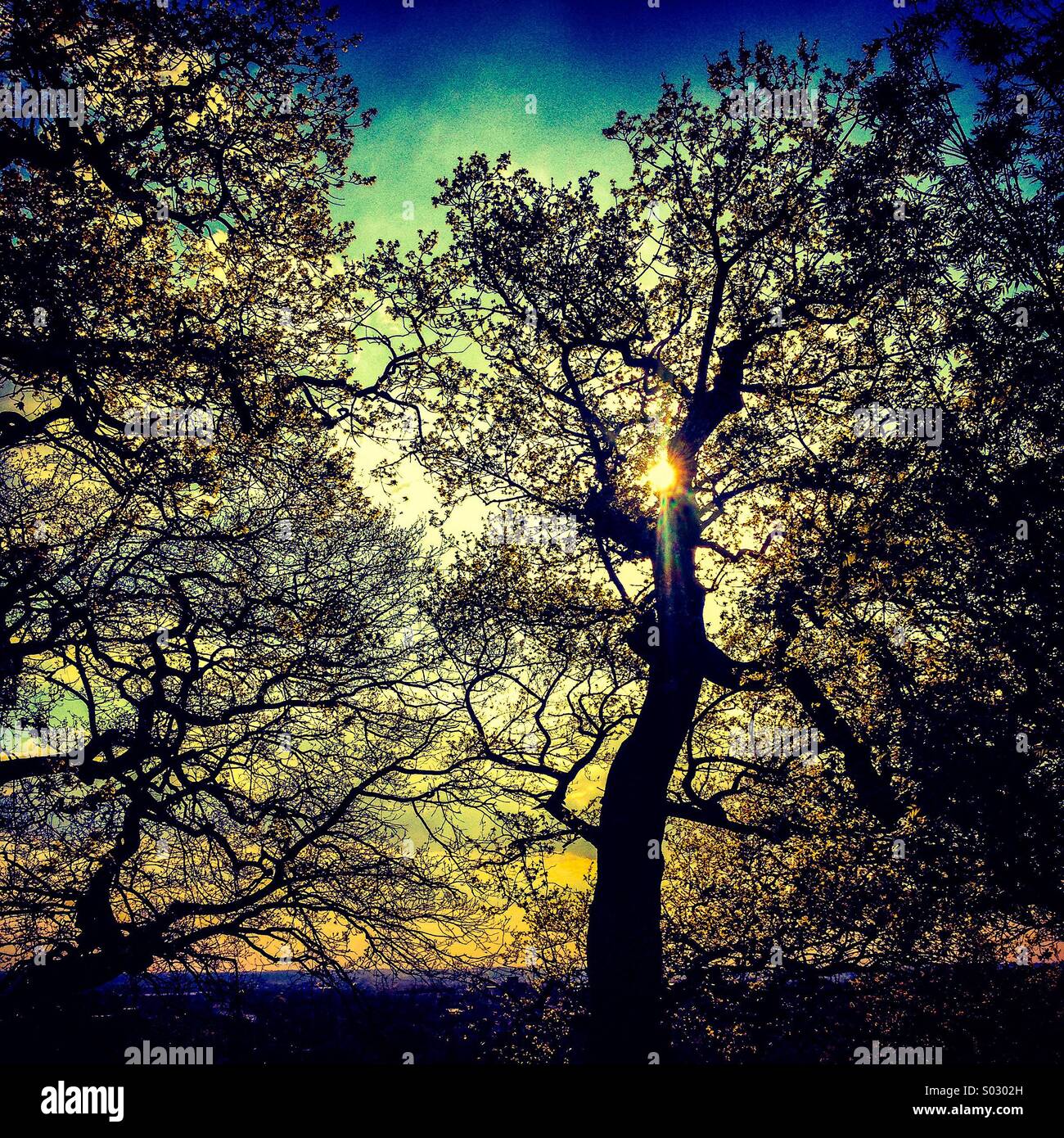 Sunset oak tree hi-res stock photography and images - Alamy