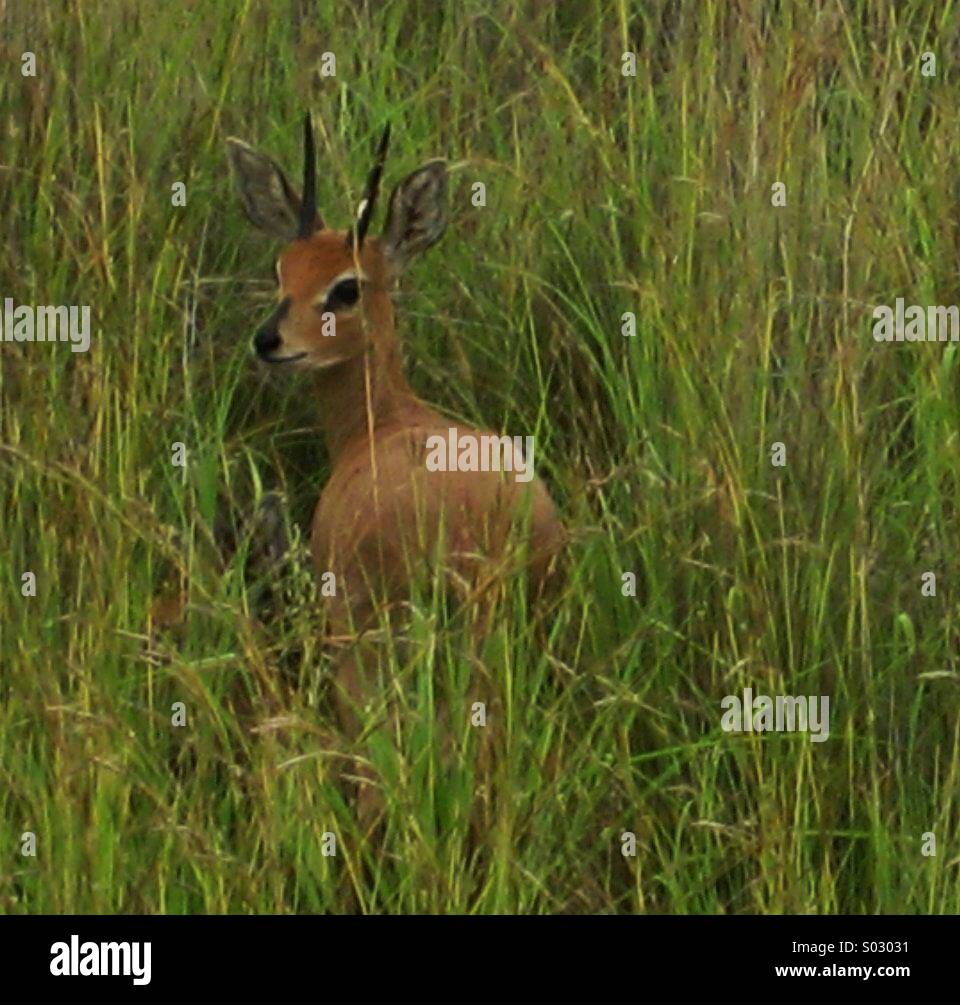 Impala in Africa Stock Photo - Alamy