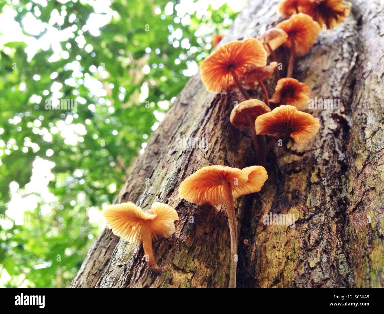 Fungi In Australia Stock Photos & Fungi In Australia Stock Images - Alamy
