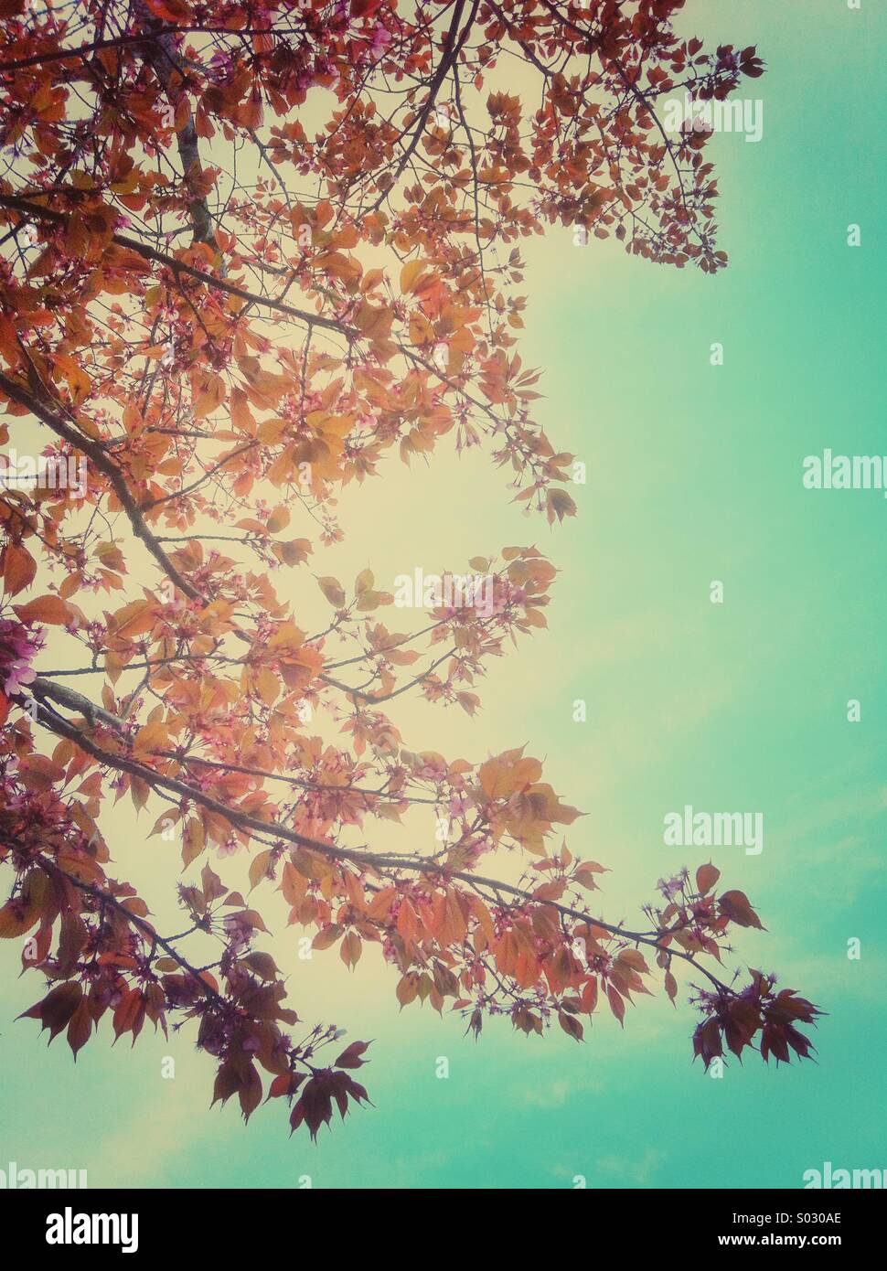 Spring flowers hi-res stock photography and images - Alamy