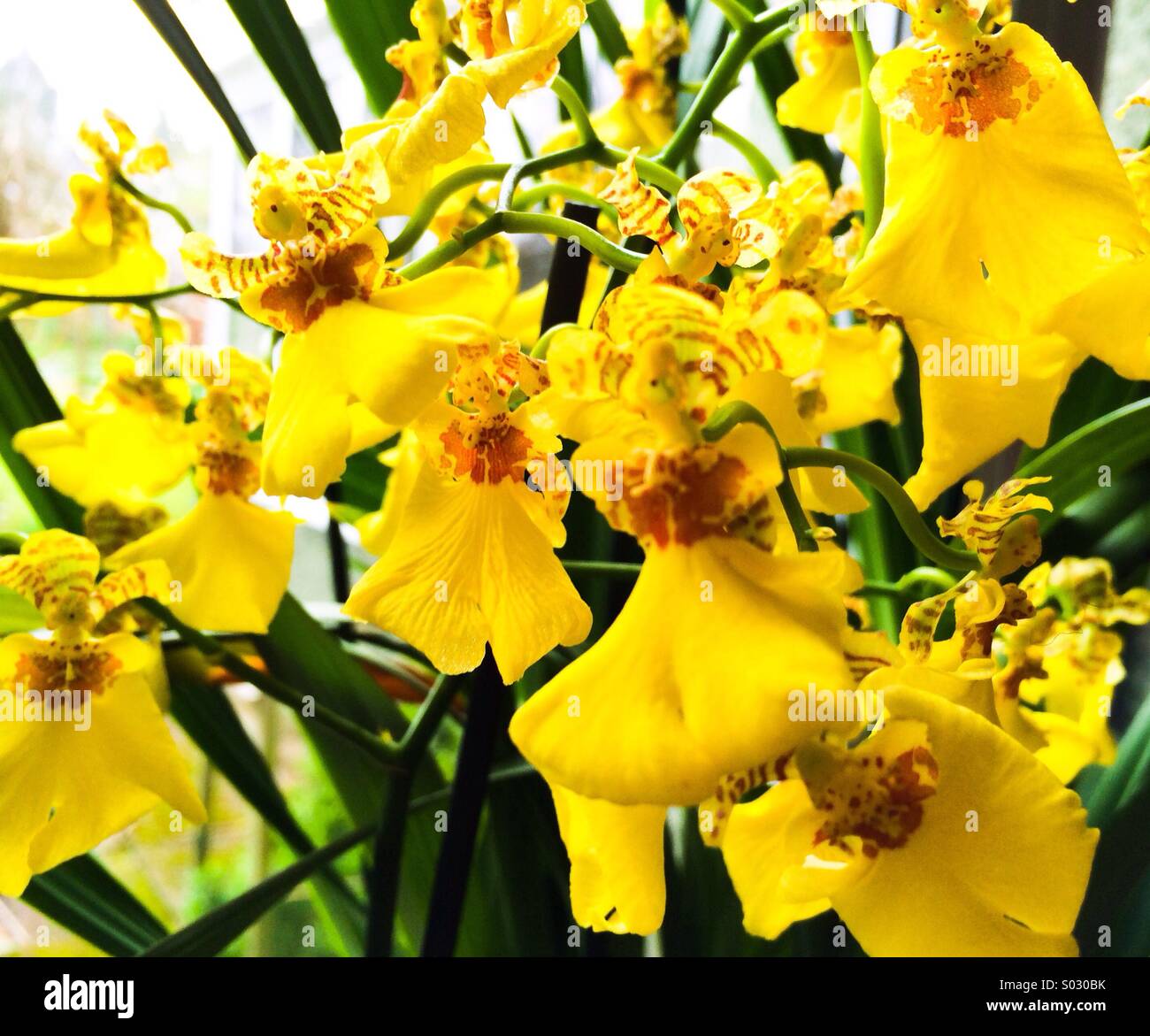 Dancing flower hi-res stock photography and images - Alamy