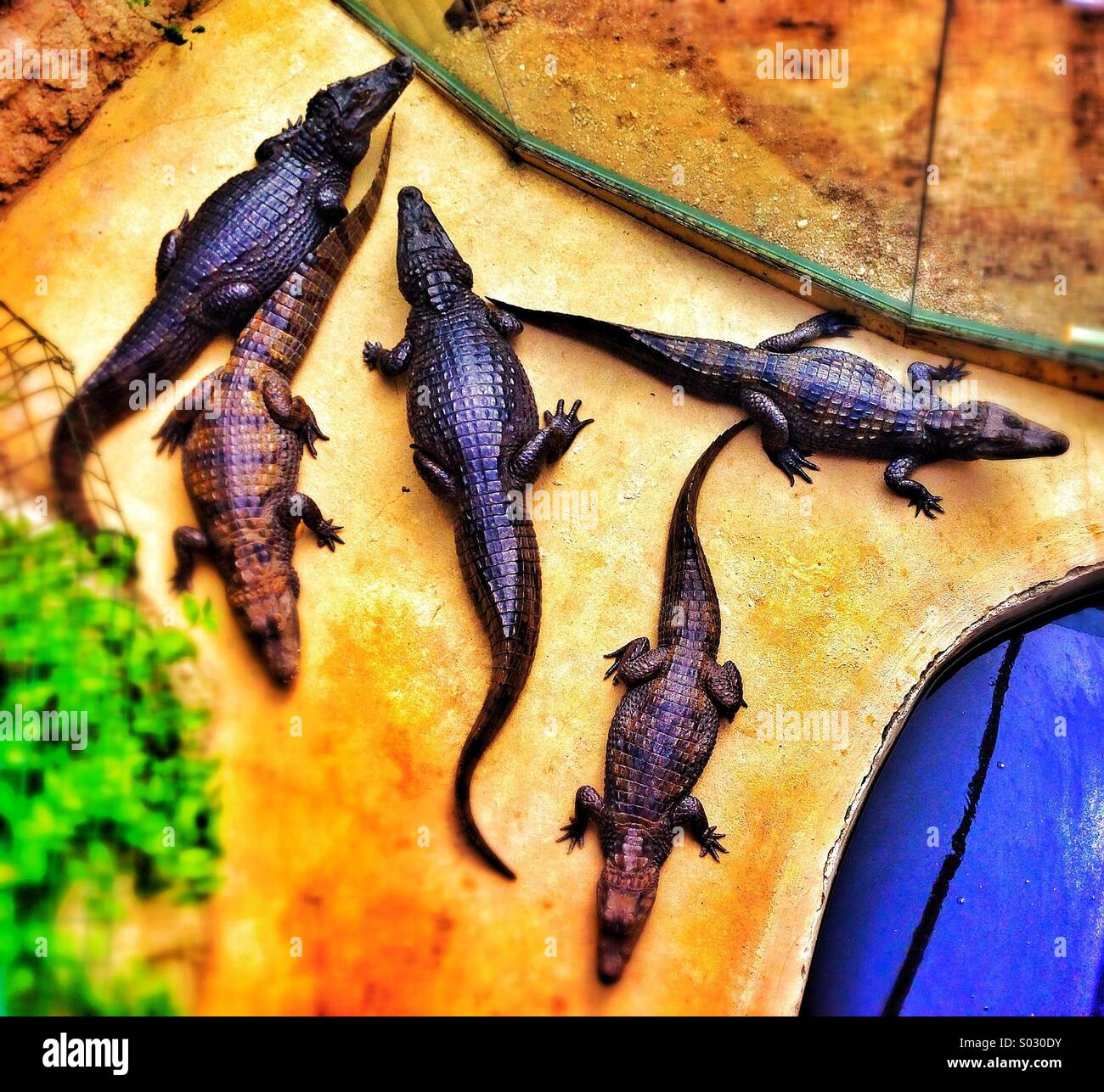 Family crocodiles hi-res stock photography and images - Alamy