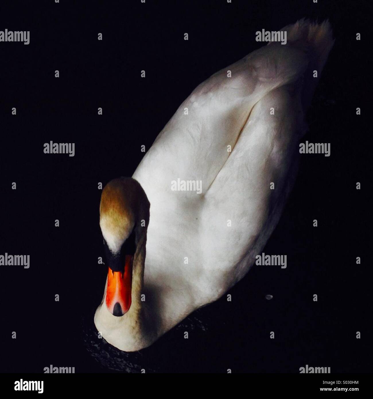 Royal swan hi-res stock photography and images - Alamy