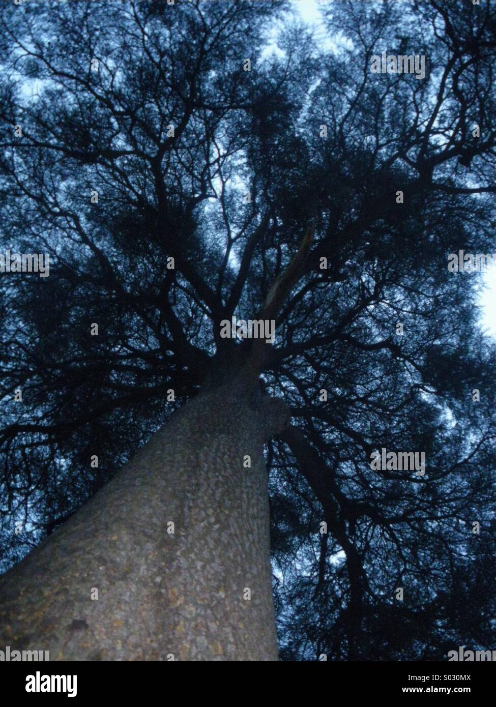 Underside tree hi-res stock photography and images - Alamy