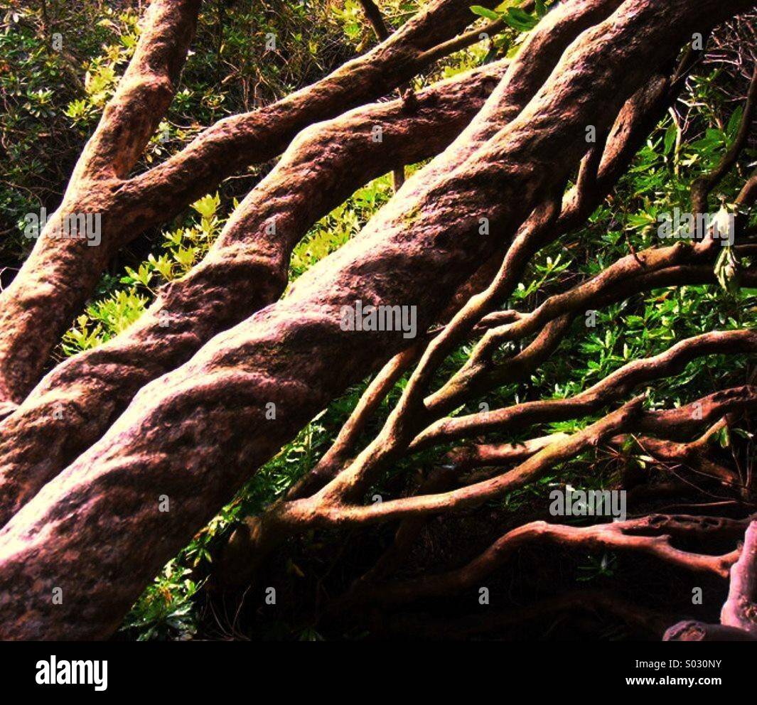 Twisted branches hi-res stock photography and images - Alamy