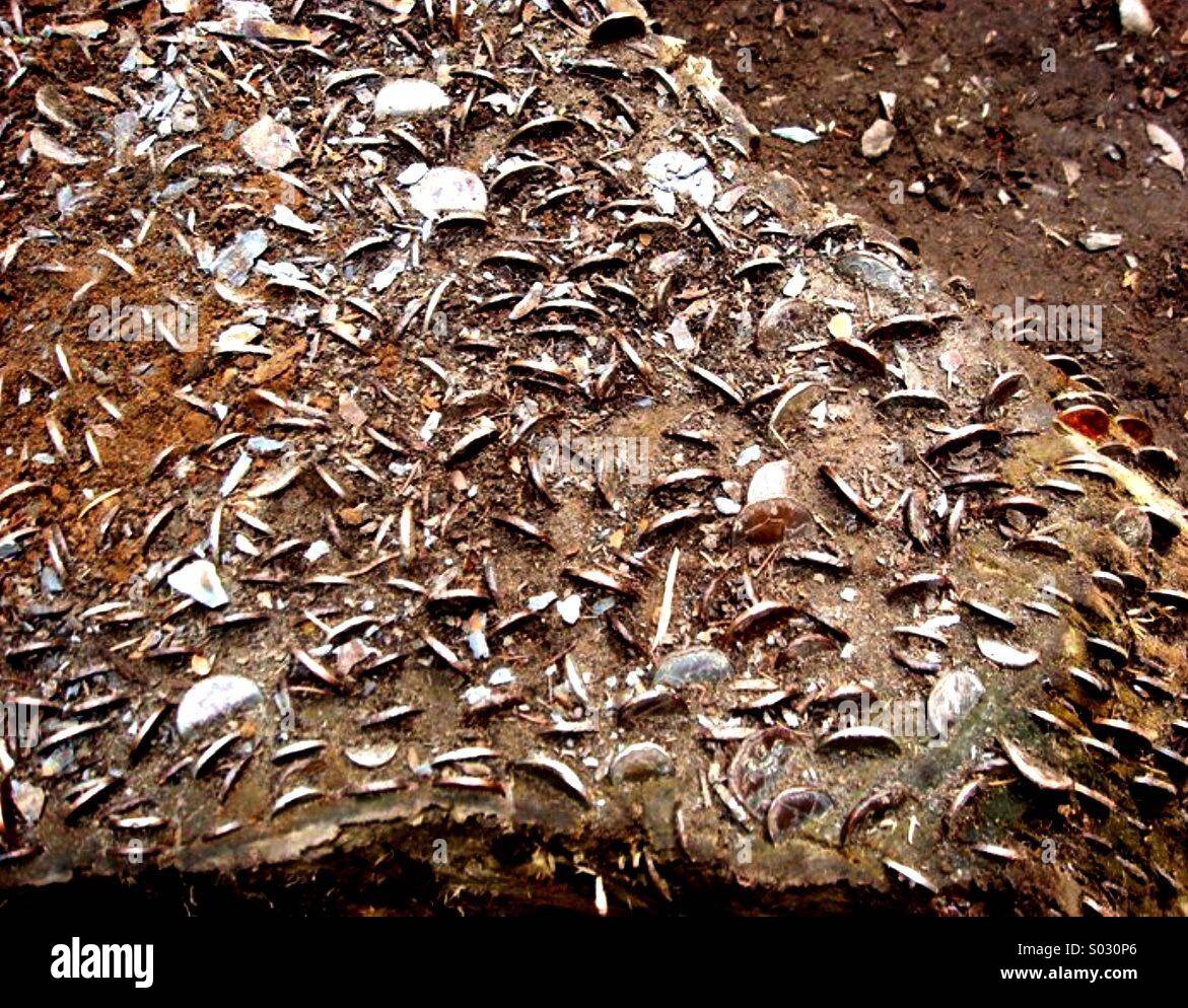 Coins in Wishing Tree at Portmeirion Stock Photo - Alamy