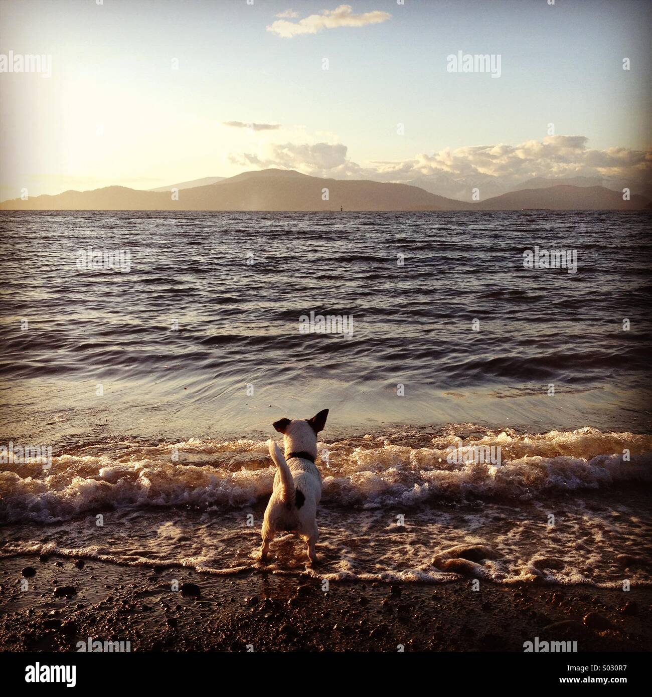 Puppy dog's first steps into the ocean at sunset Stock Photo - Alamy