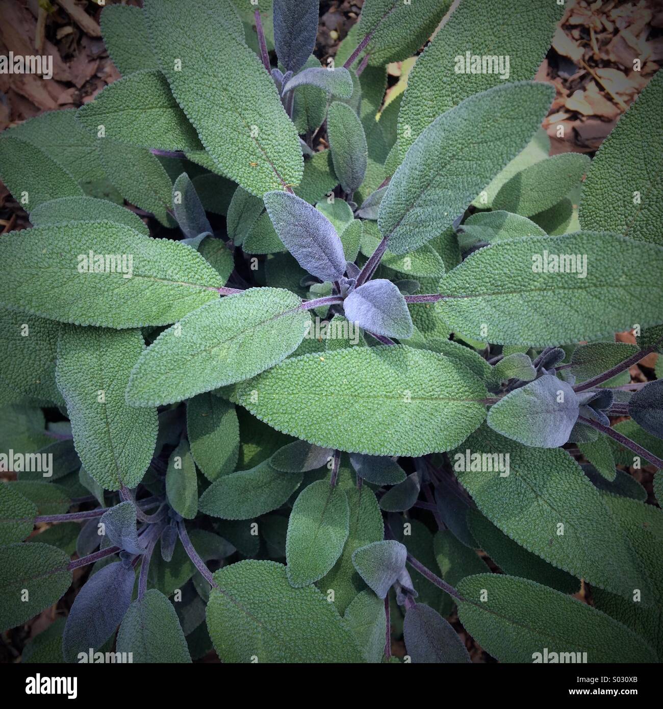 Plants growth hi-res stock photography and images - Alamy