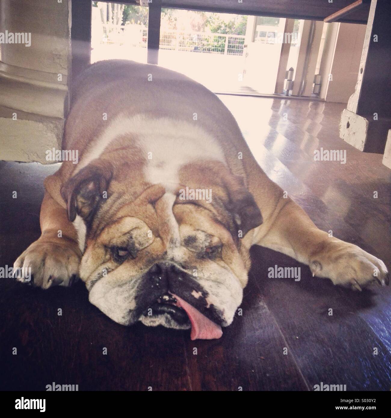 Exhausted dog hi-res stock photography and images - Alamy