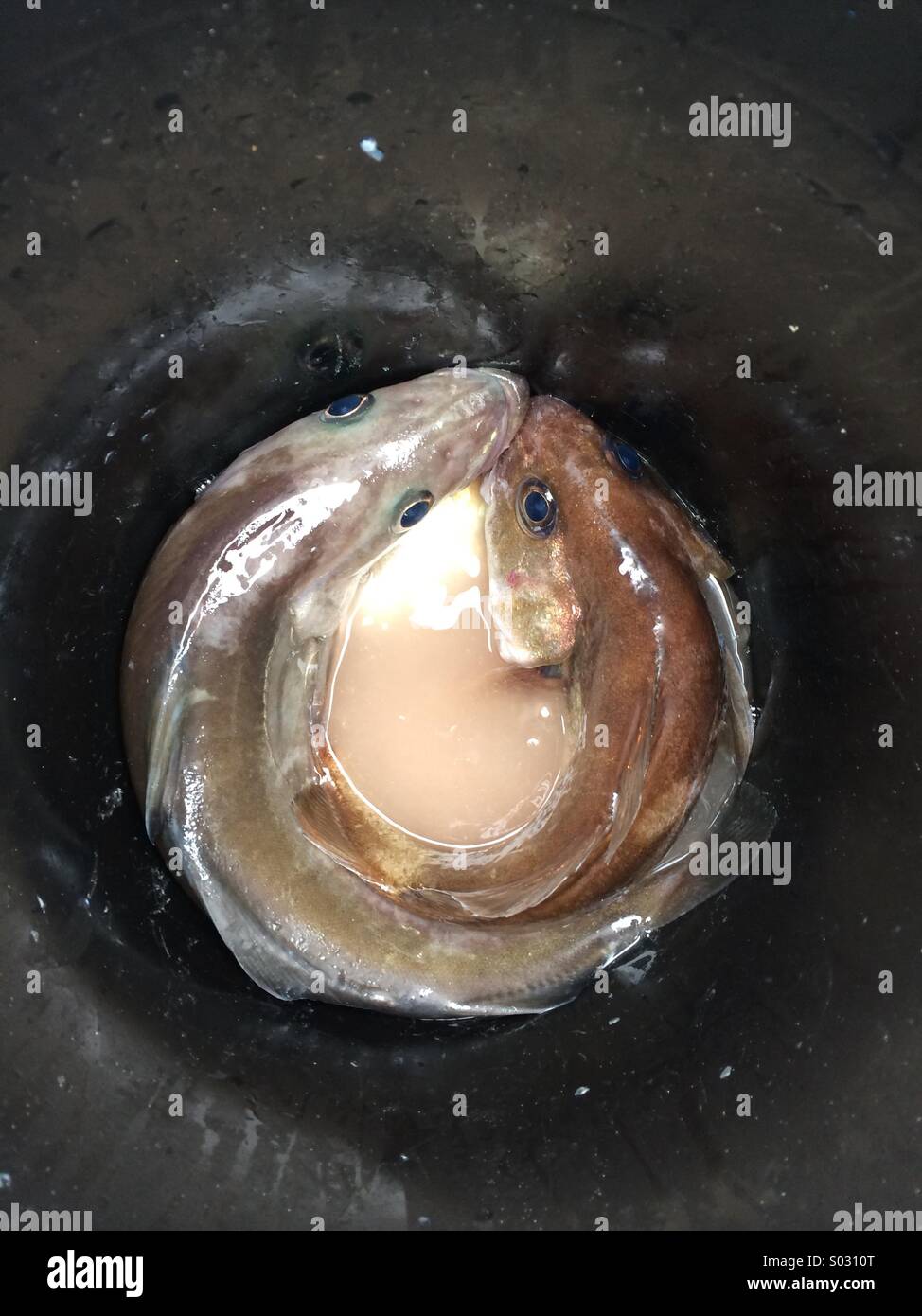 Pouting fish hi-res stock photography and images - Alamy