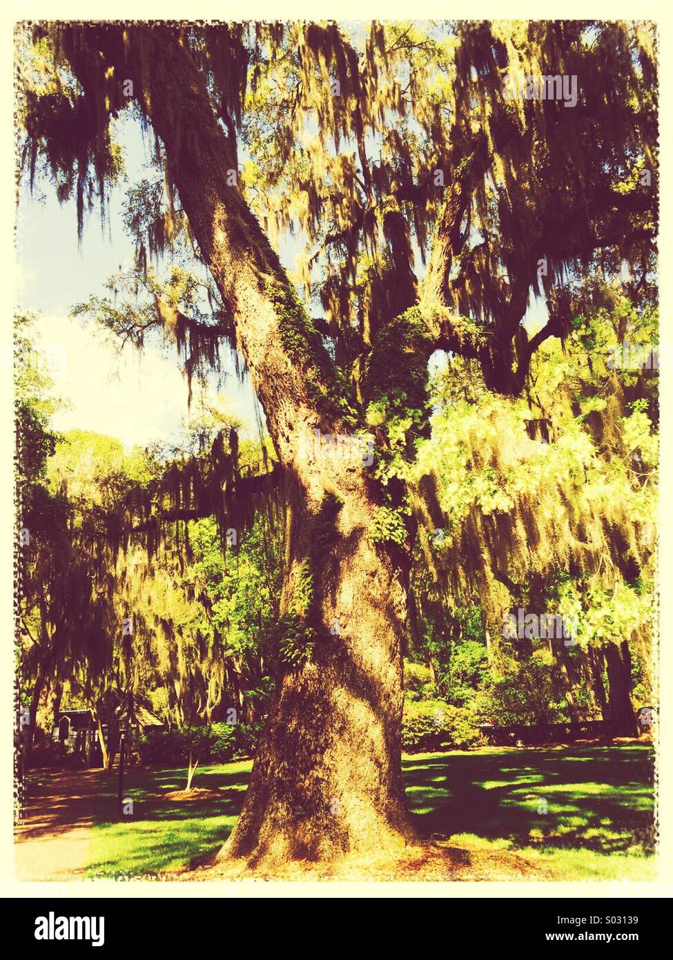 Live oak trees, St. Simon's Island,Georgia Stock Photo - Alamy