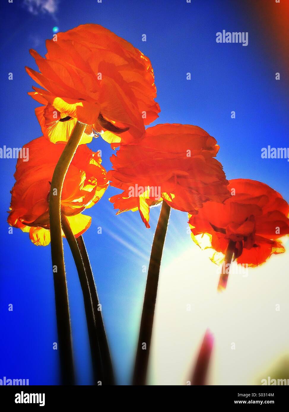 Orange yellow ranunculus hi-res stock photography and images - Alamy