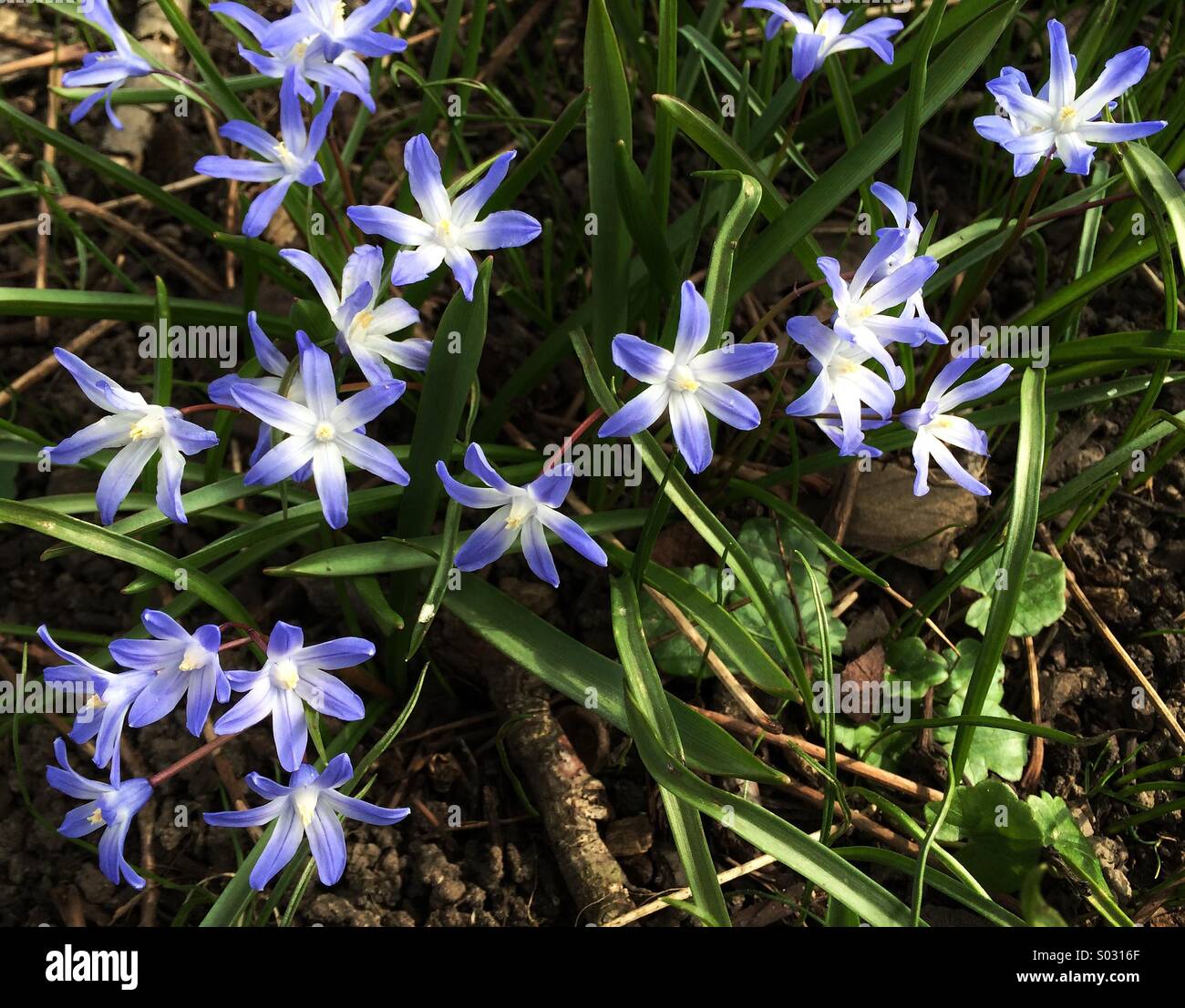 Spring flowers garden denmark hi-res stock photography and images - Alamy