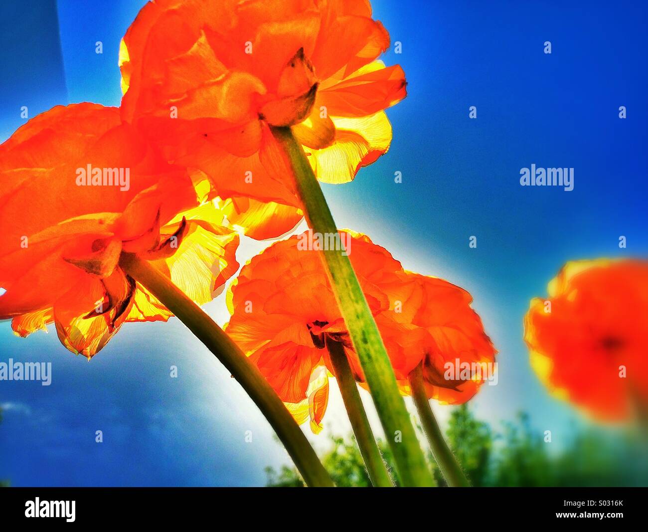 Orange yellow ranunculus hi-res stock photography and images - Alamy