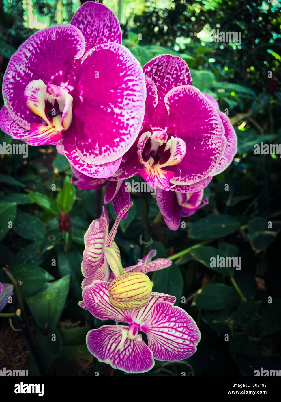 Orchids in nature Stock Photo - Alamy