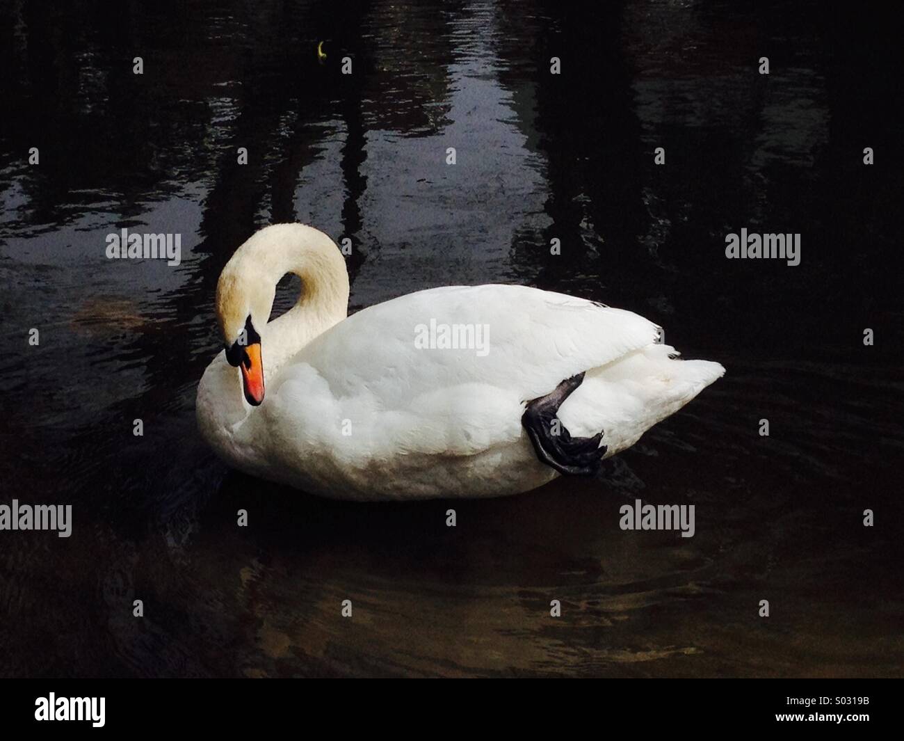 Royal swan hi-res stock photography and images - Alamy