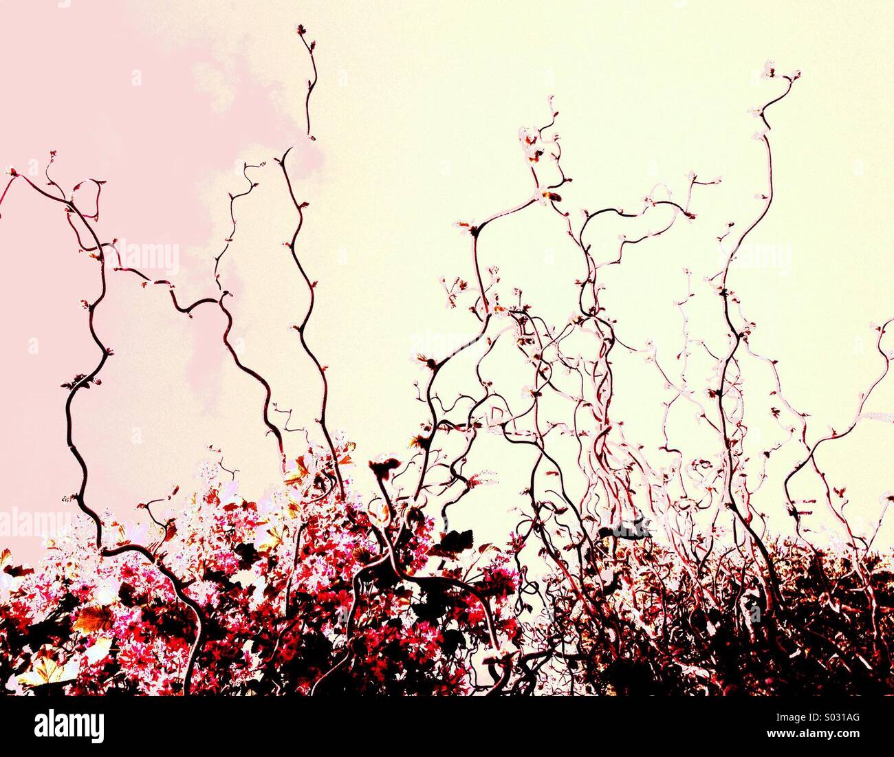 Contorted (Corkscrew) Hazel Stock Photo - Alamy