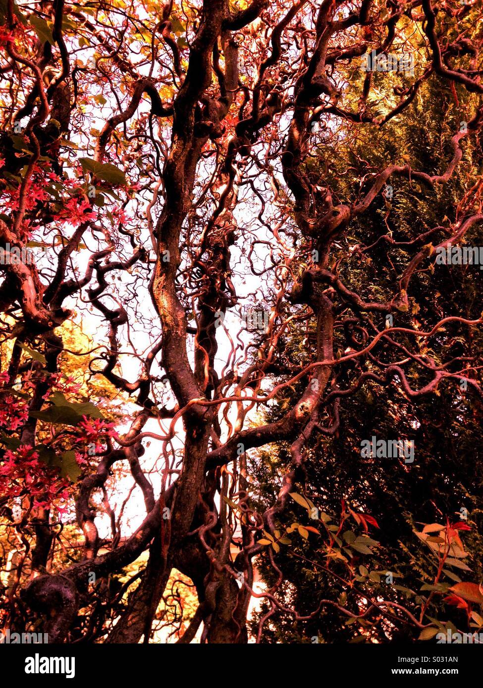 Contorted hazel catkins hi-res stock photography and images - Alamy