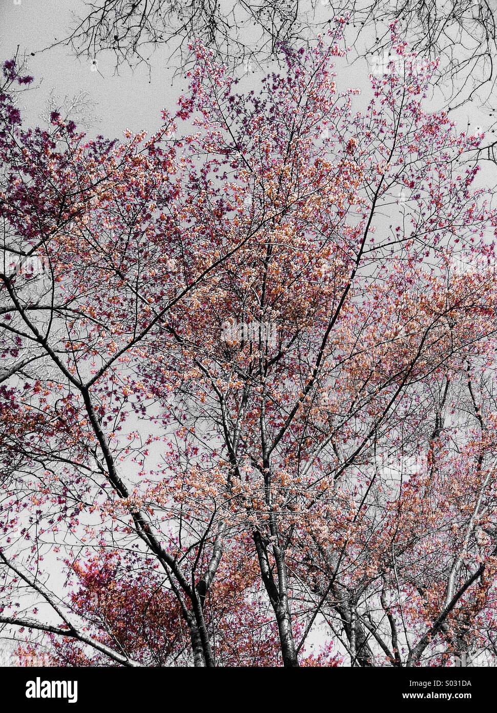 Start of spring Stock Photo - Alamy