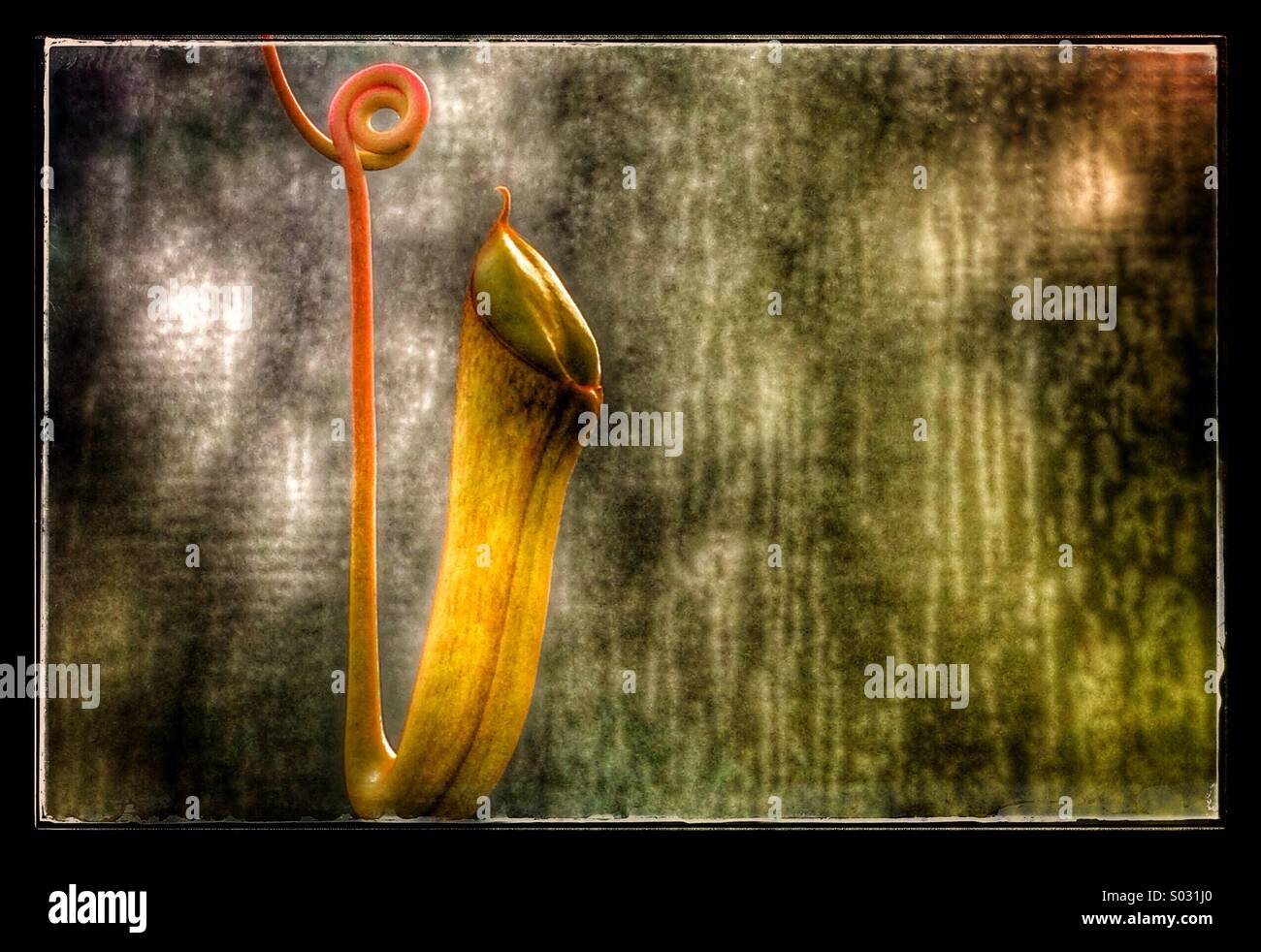 Plant backlighting hi-res stock photography and images - Alamy