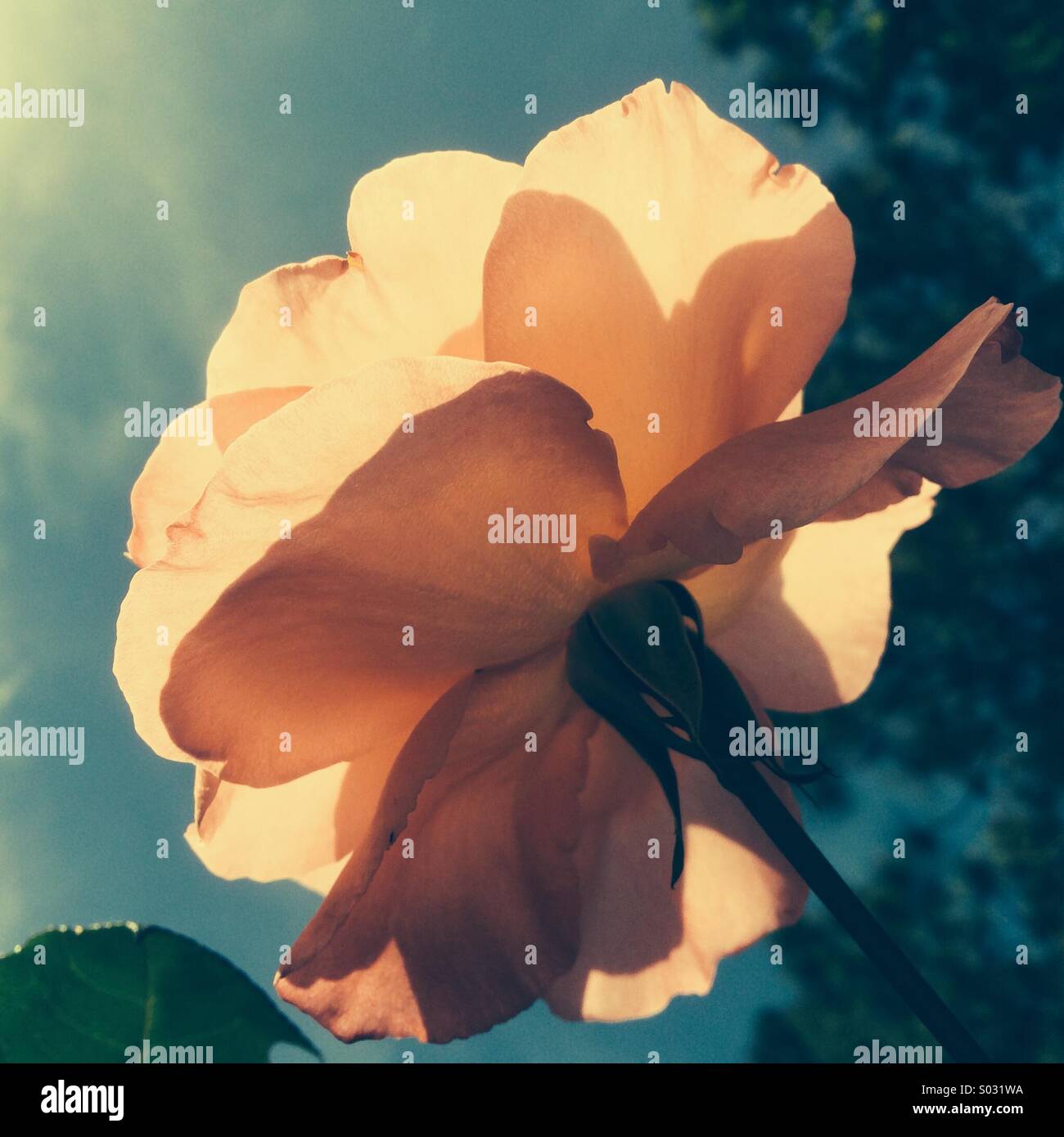 A single rose Stock Photo - Alamy