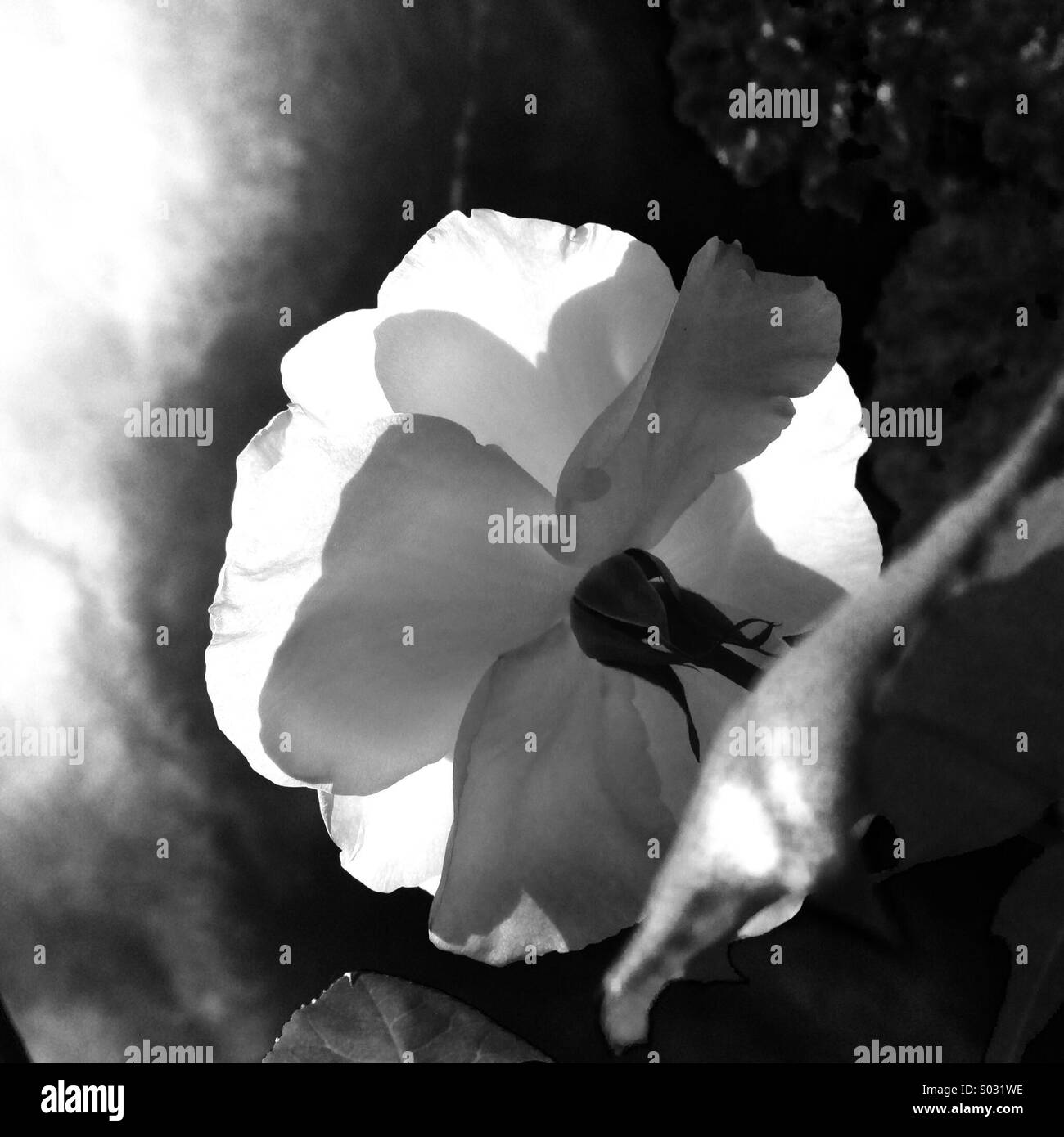 A backlit rose in black and white Stock Photo - Alamy