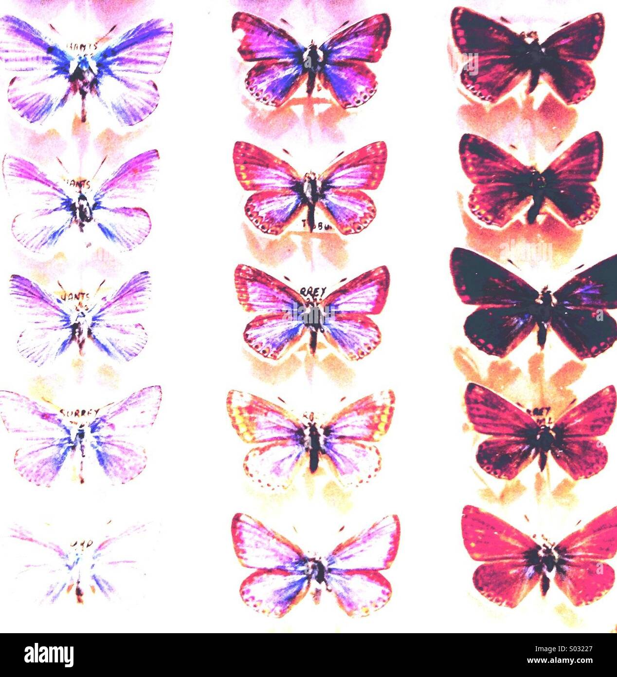 Butterflies species hi-res stock photography and images - Alamy